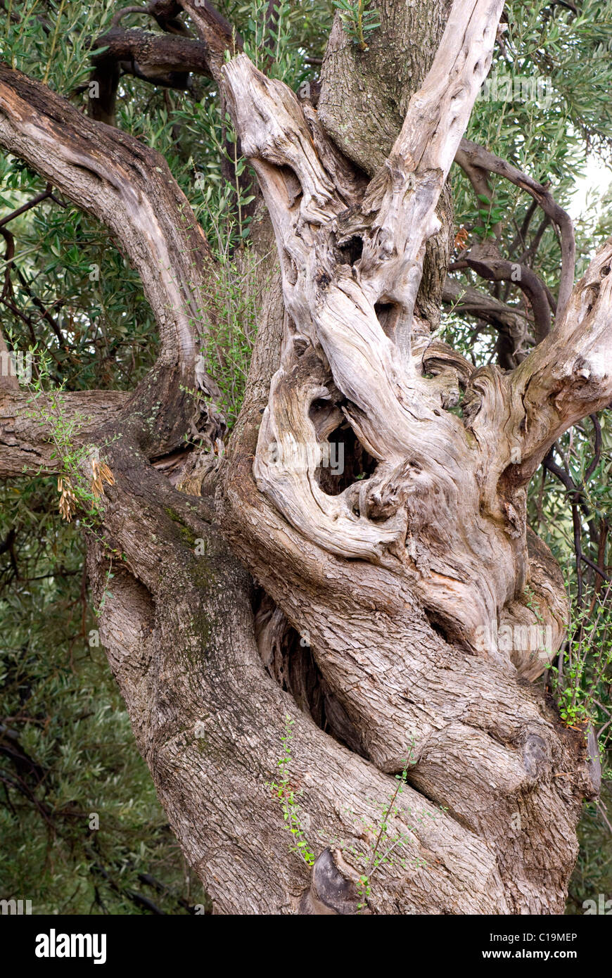 Detail of olive tree, Bark detail of old mediteranean olive tree Stock ...