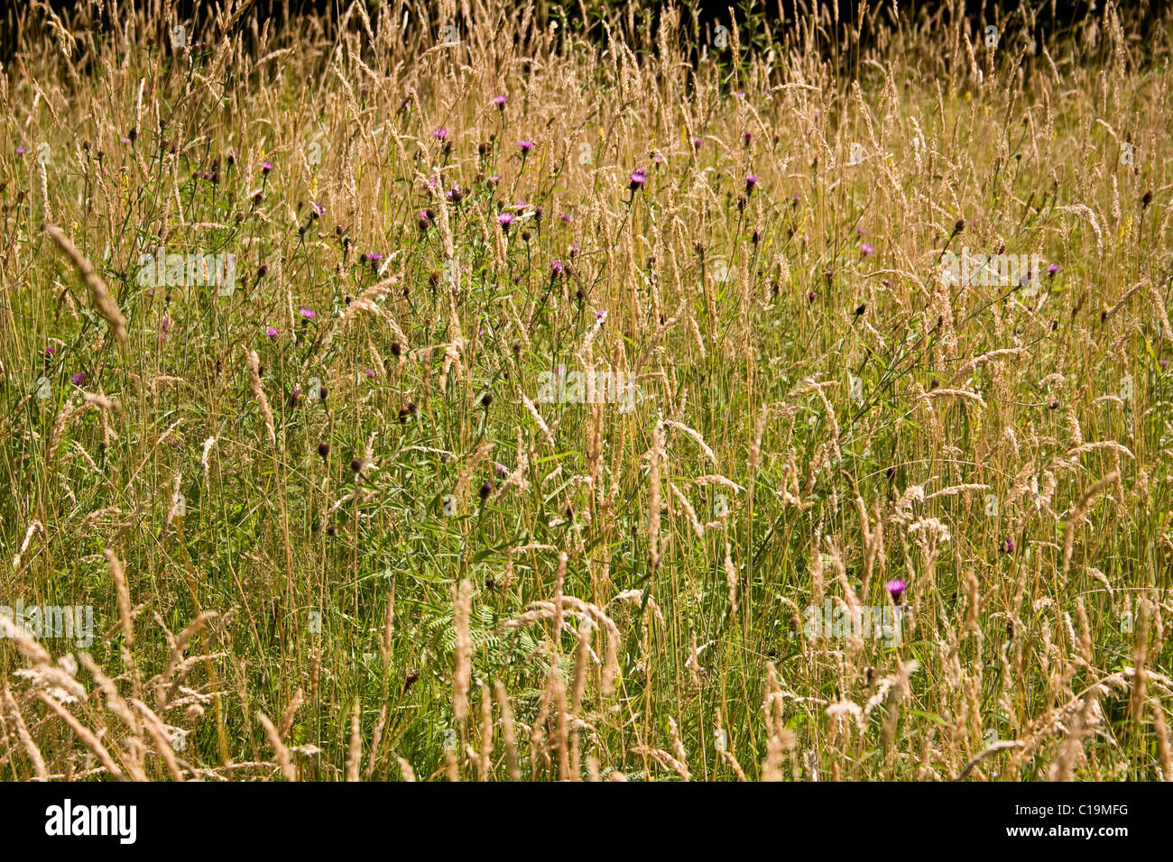 English summers hi-res stock photography and images - Alamy