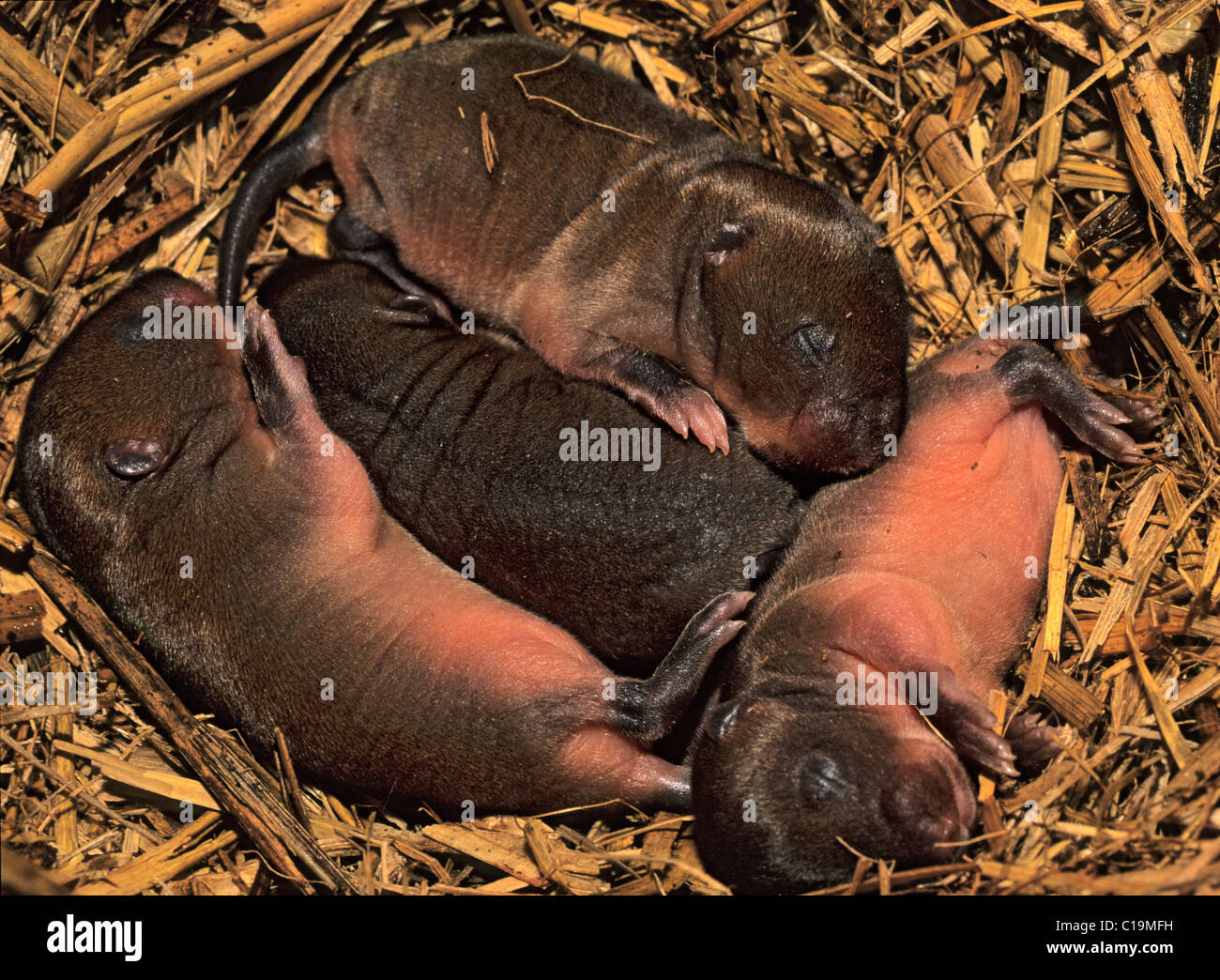Water vole (Arvicola amphibius) litter of captive bred babies in nest ...