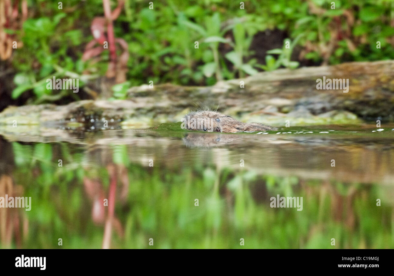 Water vole swimming carrying a baby hi-res stock photography and images ...