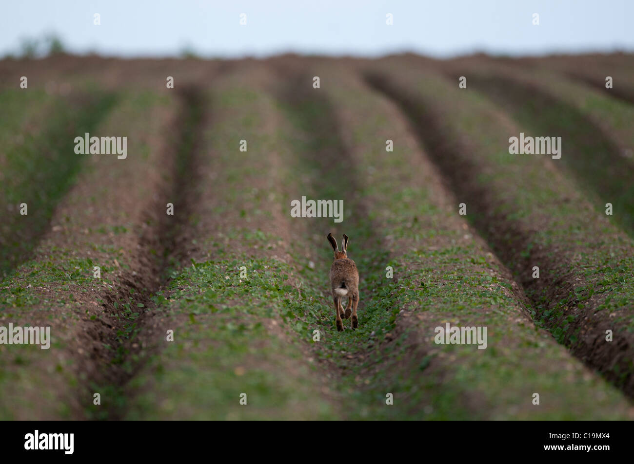 Brown Hare Lepus lepus Norfolk late winter Stock Photo - Alamy