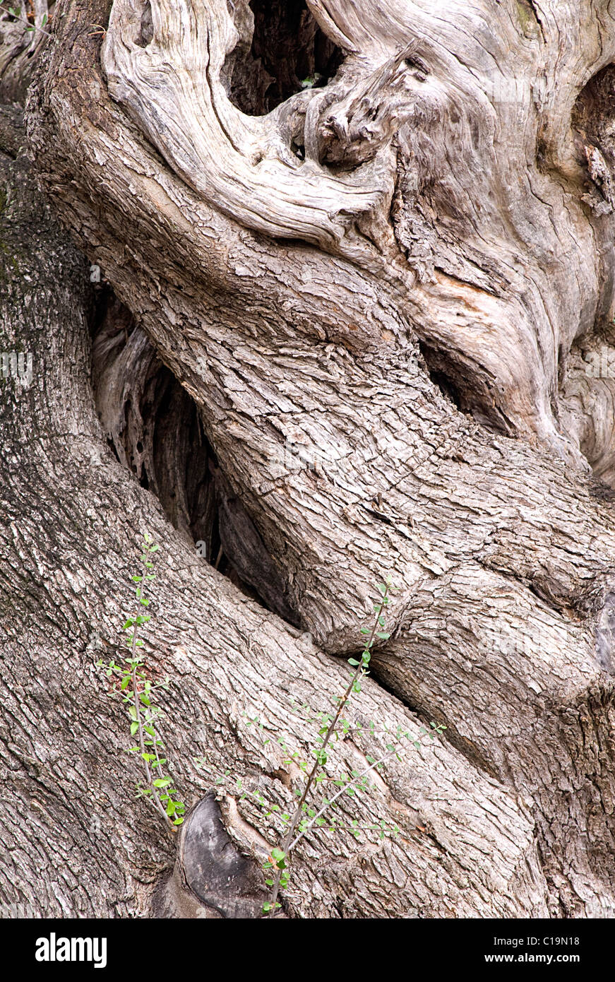Detail of olive tree, Bark detail of old mediteranean olive tree Stock ...