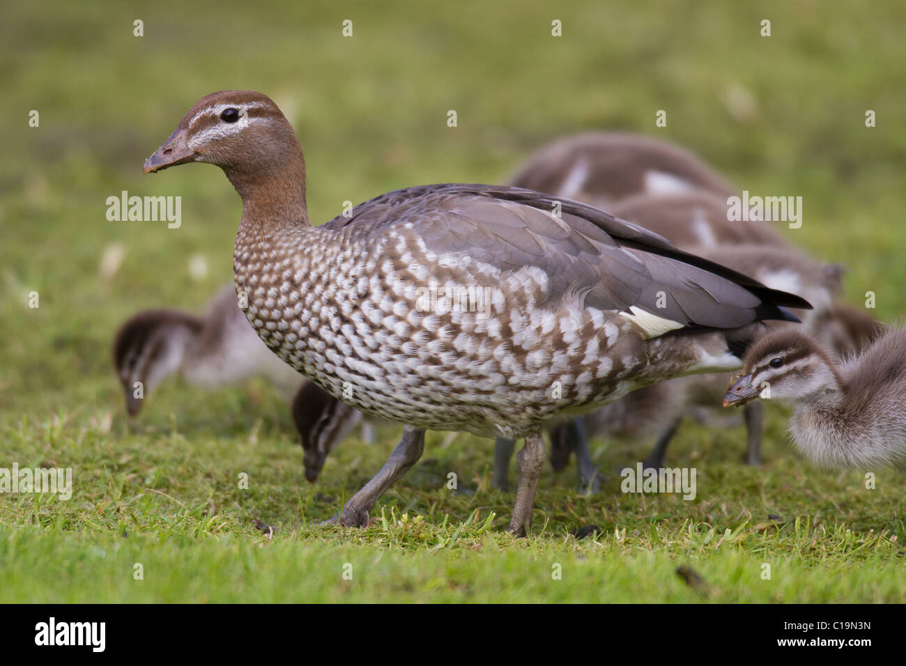 Jubata High Resolution Stock Photography and Images - Alamy