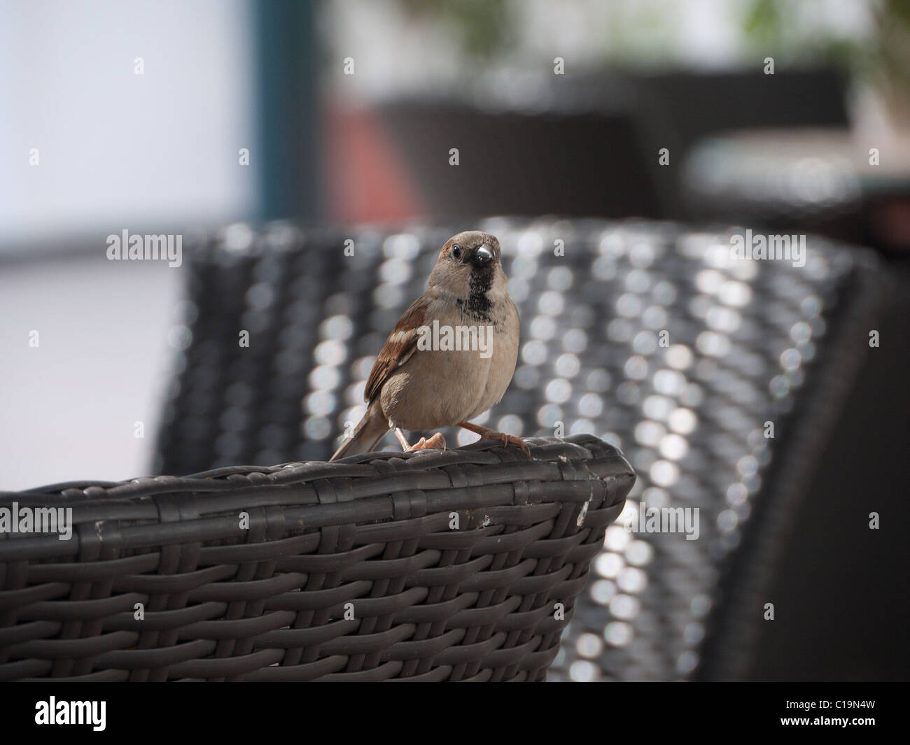 Sparrow bird chair hi-res stock photography and images - Alamy