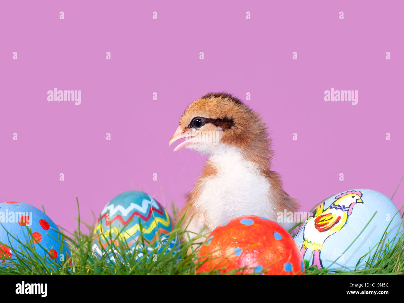 Beautiful newborn easter chick in grass in the middle of hand painted ...