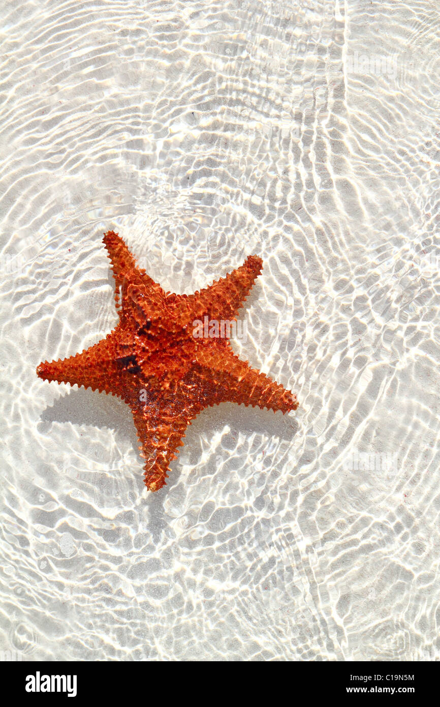 beautiful starfish orange in wavy shallow water Stock Photo - Alamy