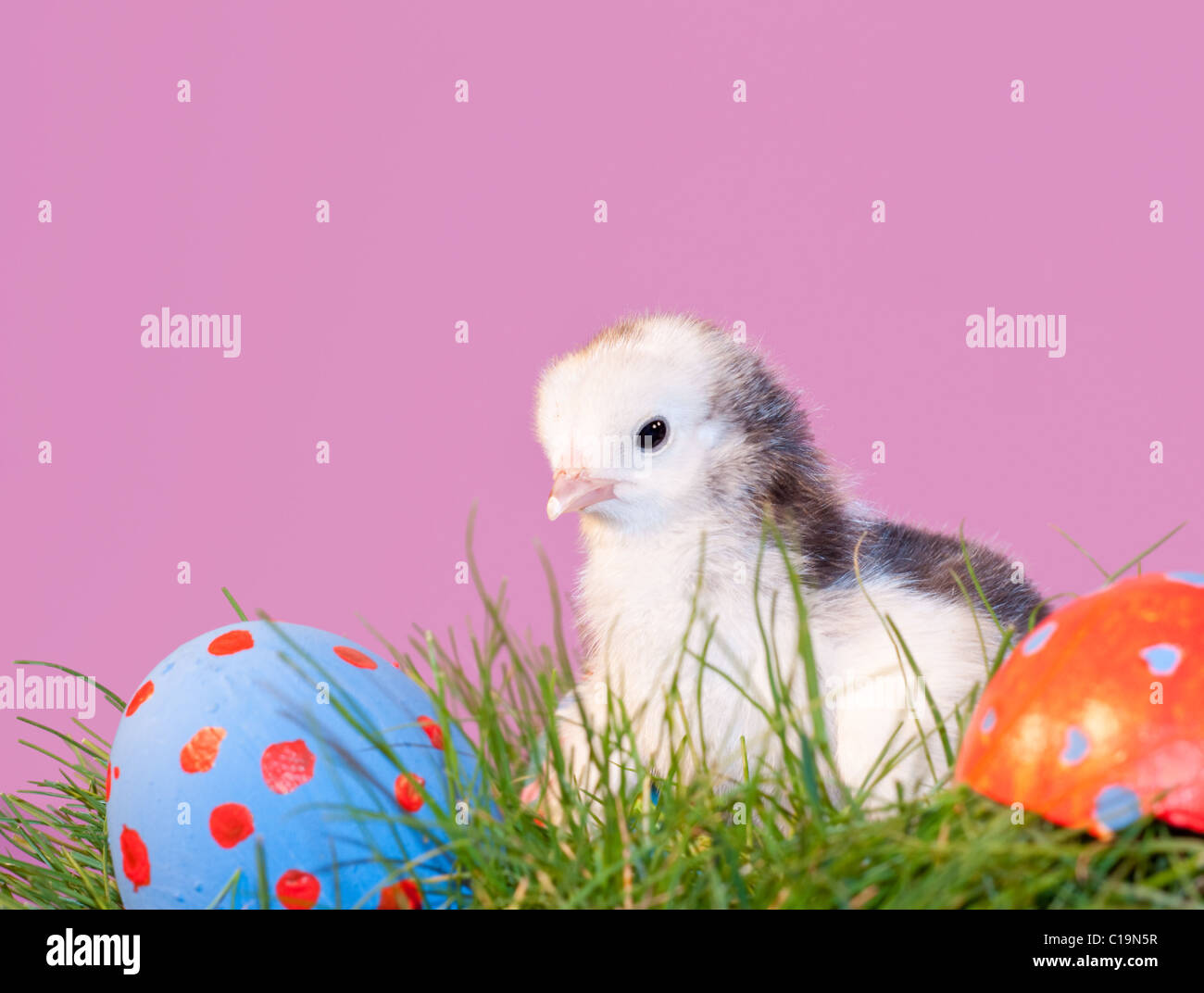 Newly hatched Easter chick with a hand painted Easter eggs in grass ...