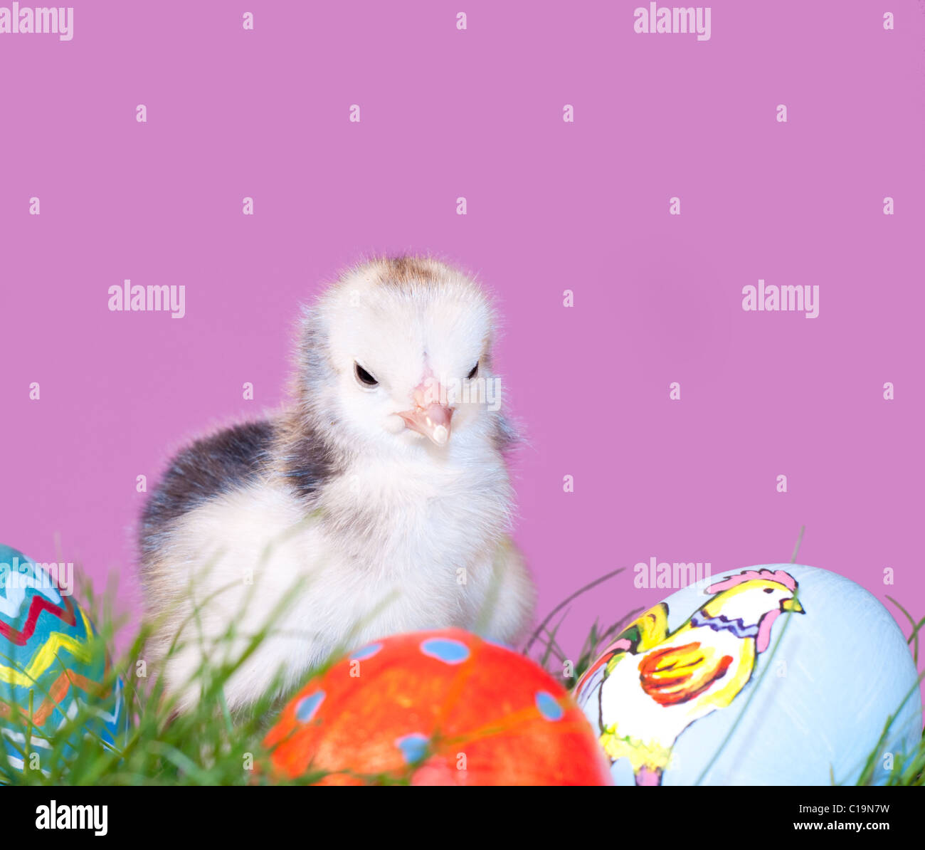 Adorable little Easter chick perched next to colorful Easter eggs ...