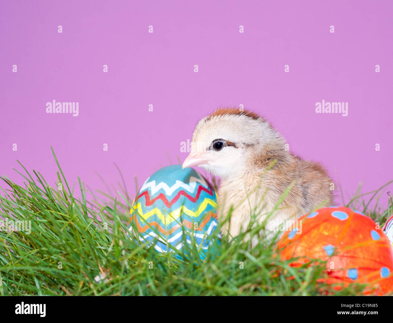 Cute little Easter chick perched next to colorful Easter eggs, against ...