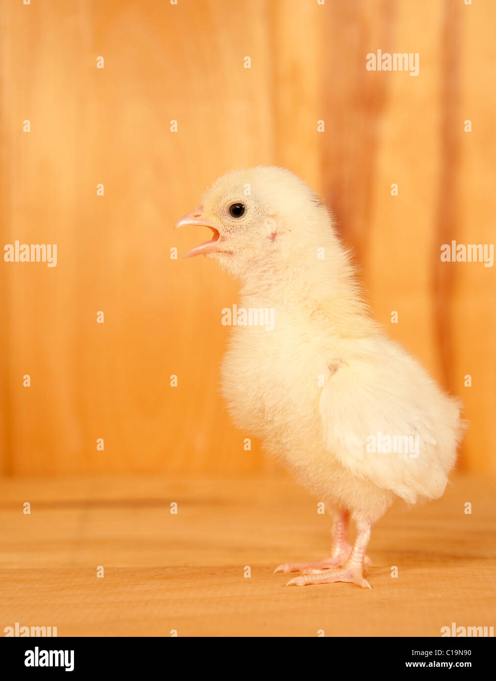 Yellow Easter Chick with its beak open, calling, on rustic wooden ...