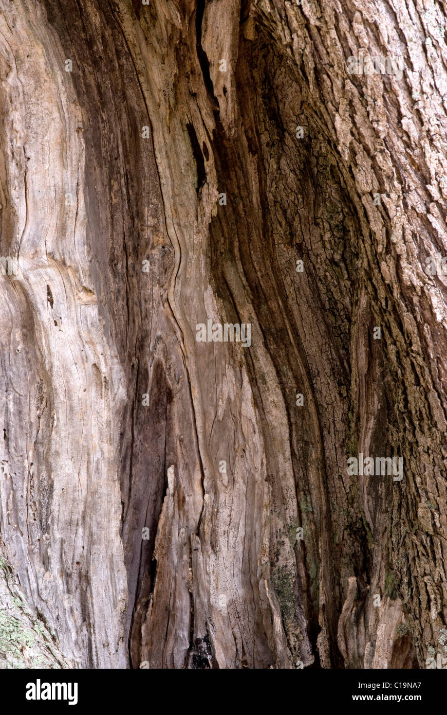 Olive tree bark hi-res stock photography and images - Alamy