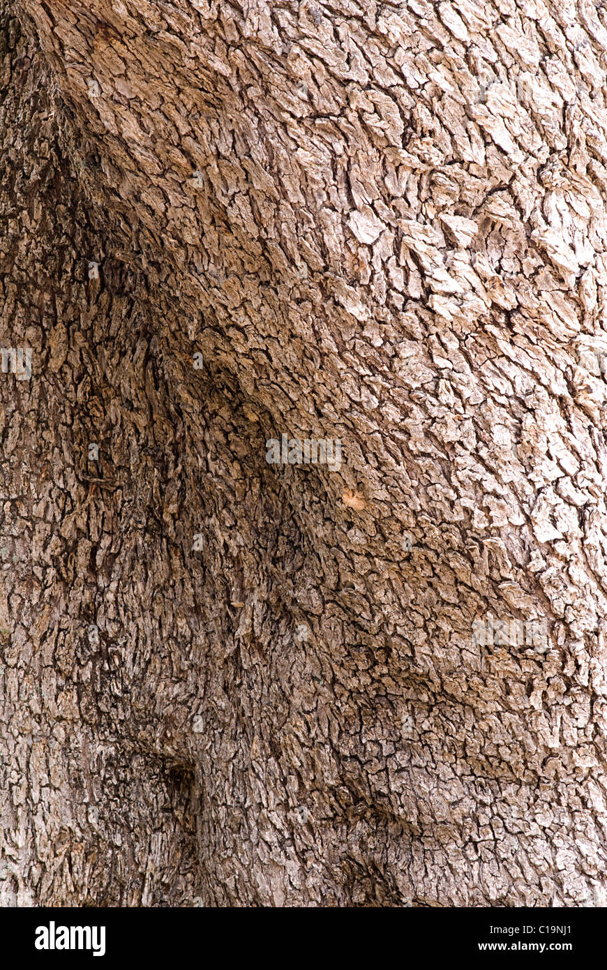Olive tree bark hi-res stock photography and images - Alamy