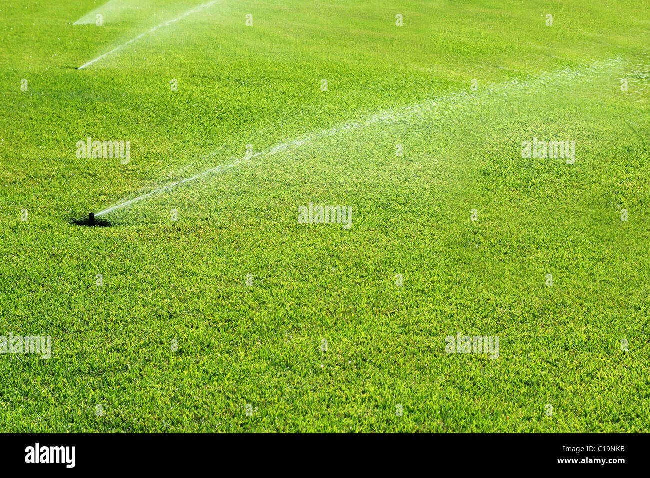 grass garden spring sprinkle water in a row Stock Photo - Alamy