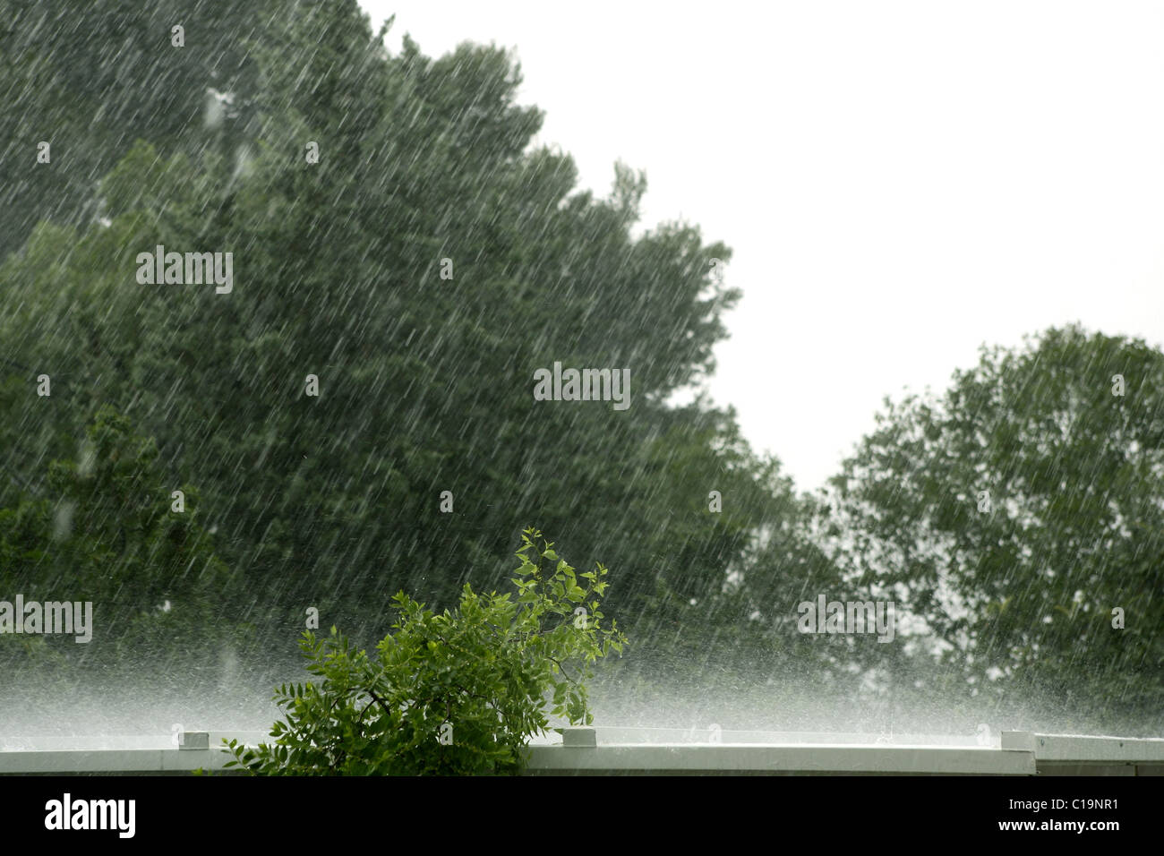 Hard rain falling into white metal roof pine trees Stock Photo - Alamy