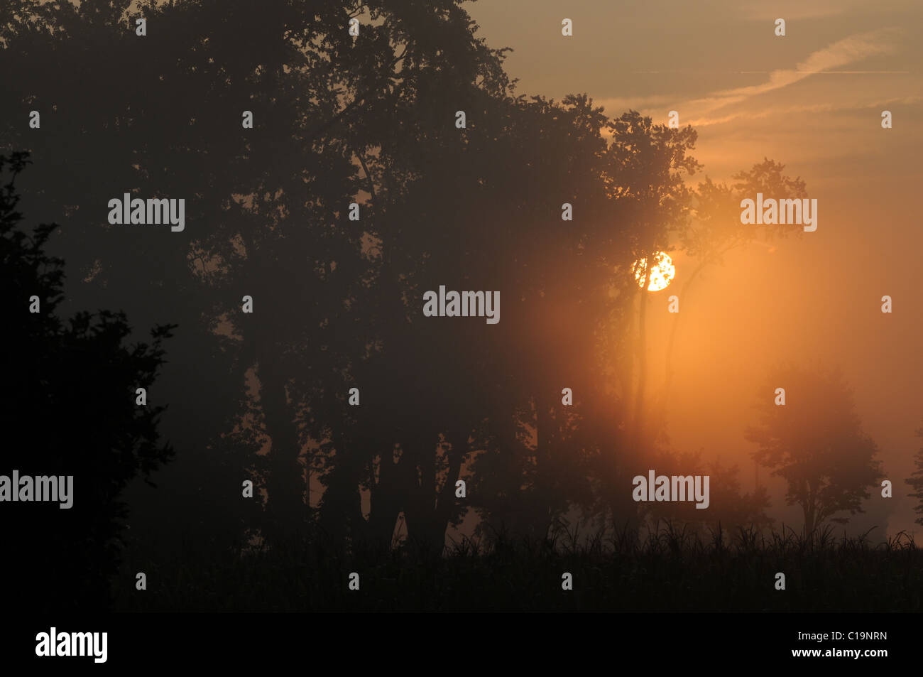 Indiana sunrise with trees Stock Photo - Alamy