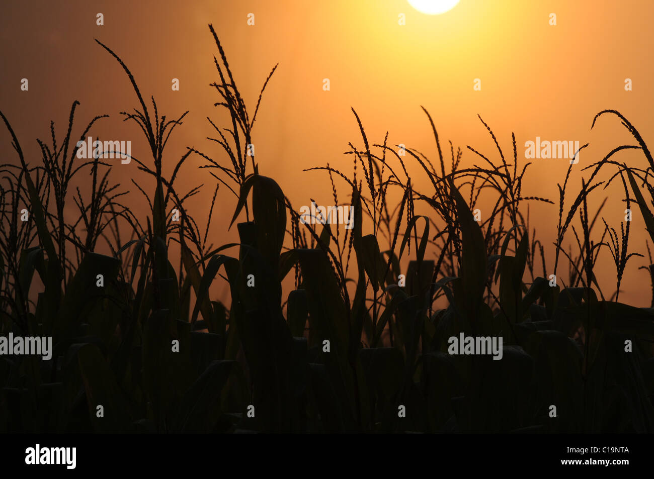 sunrise with Indiana corn Stock Photo - Alamy