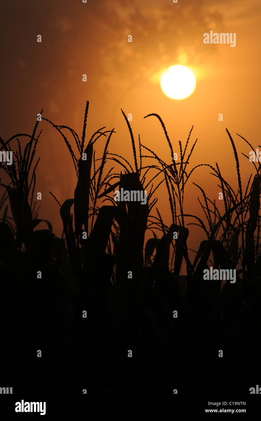 Indiana corn sunrise Stock Photo - Alamy