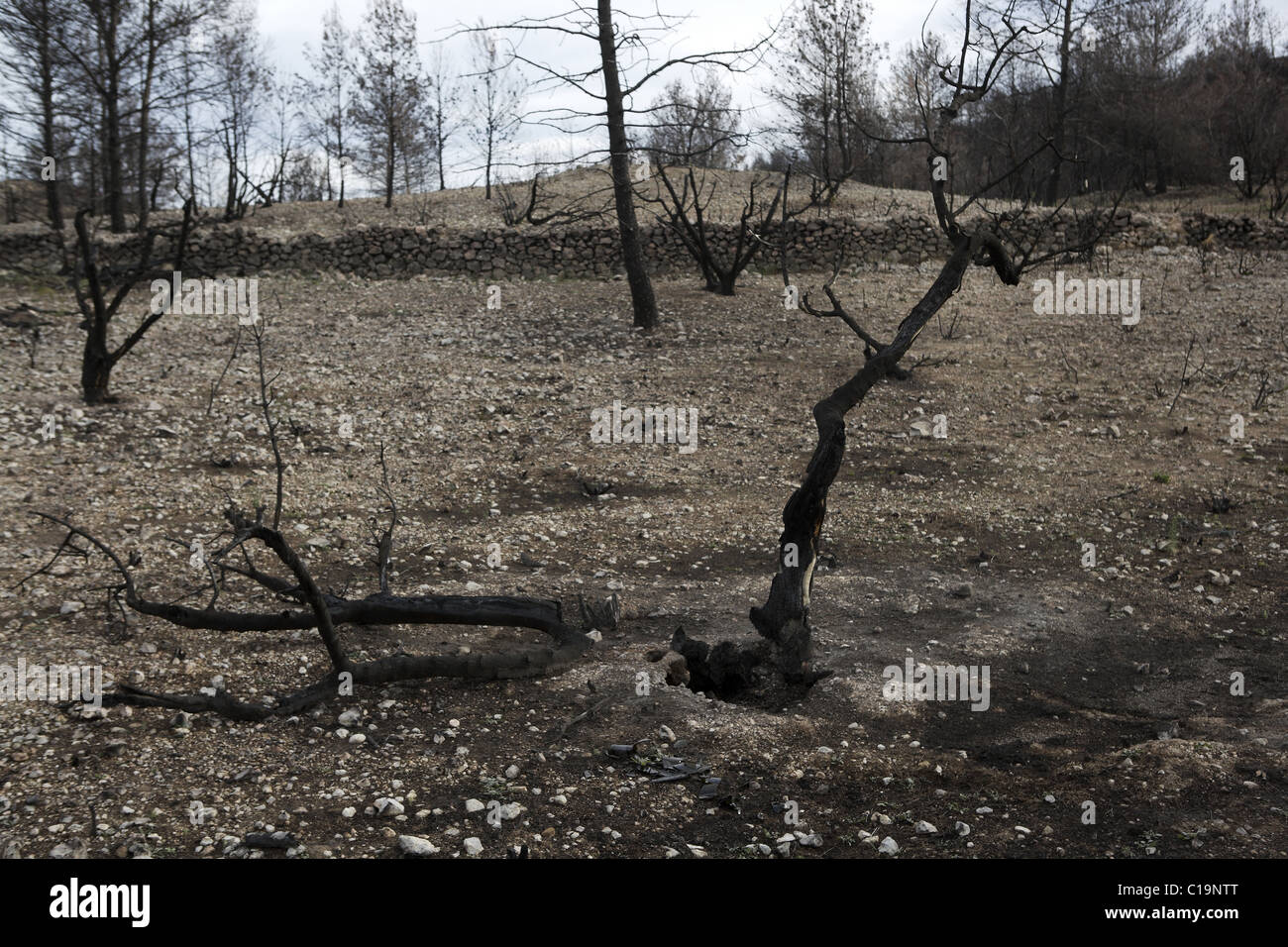 forest after fire disaster burned trees spain Stock Photo - Alamy