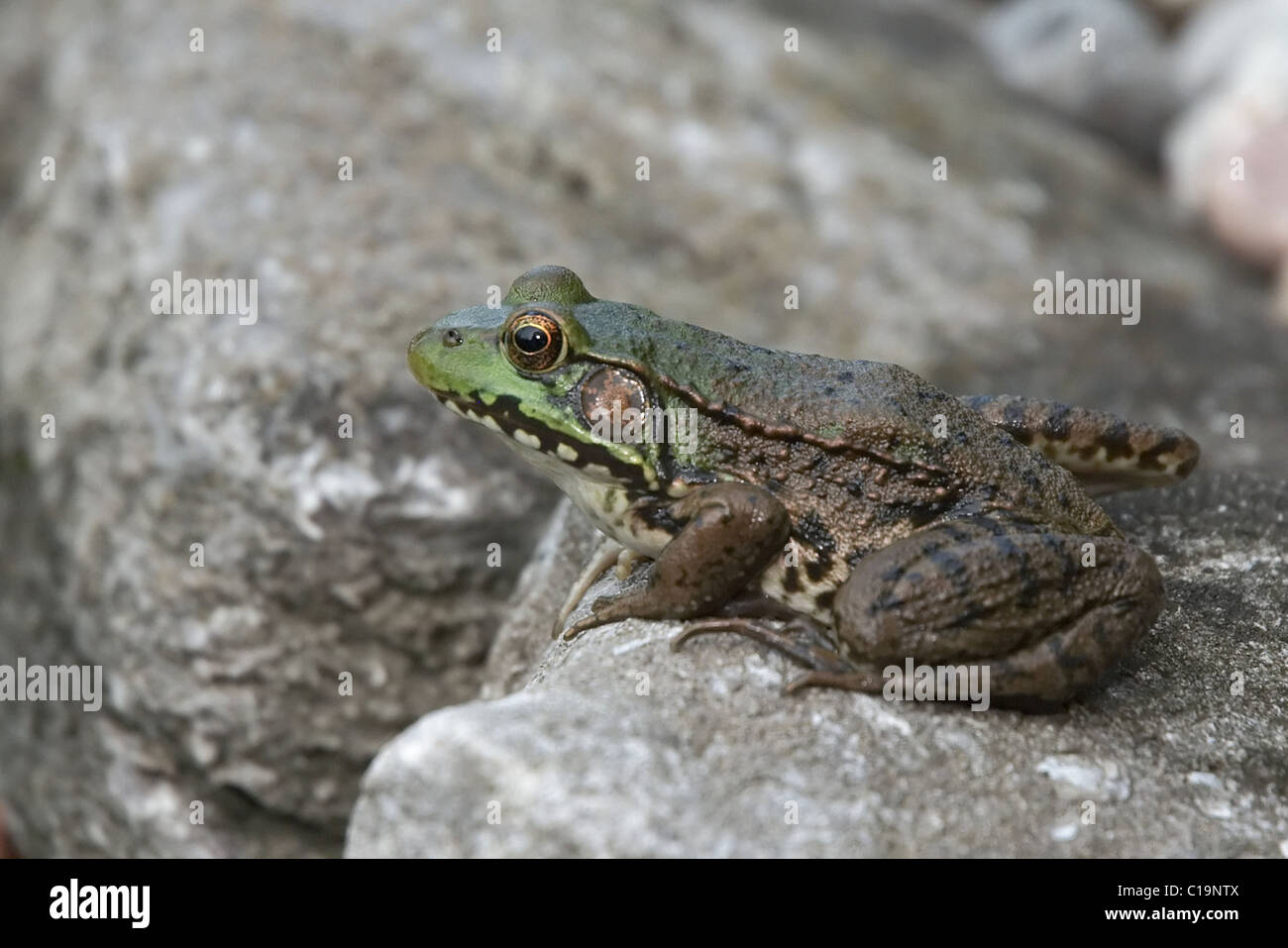 Frog on a rock Stock Photo - Alamy