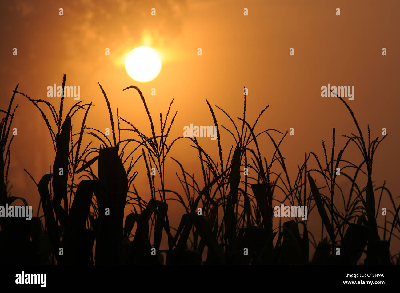 Indiana corn and sunrise Stock Photo - Alamy