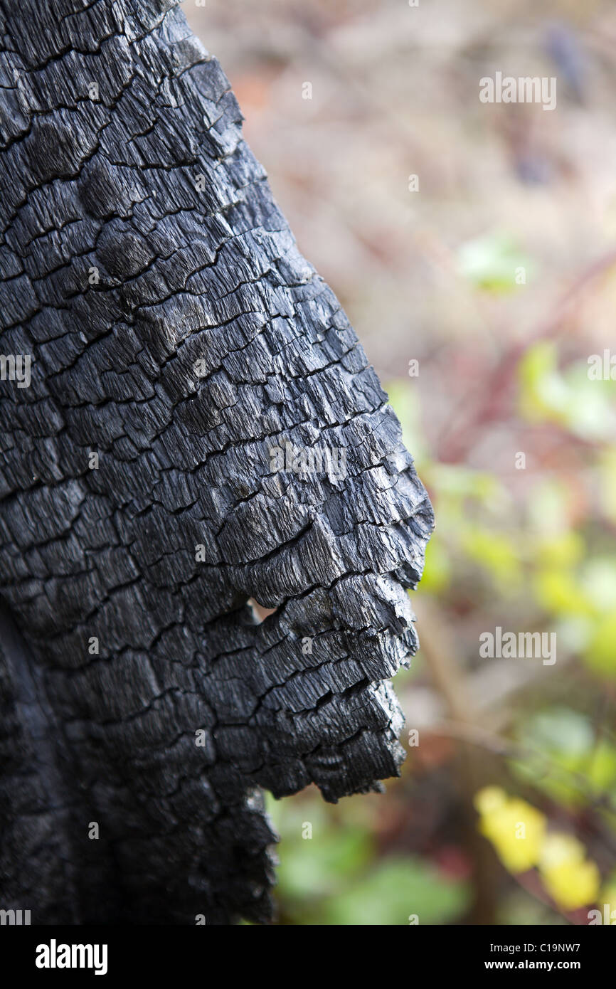 Burned trees after forest fire hi-res stock photography and images - Alamy