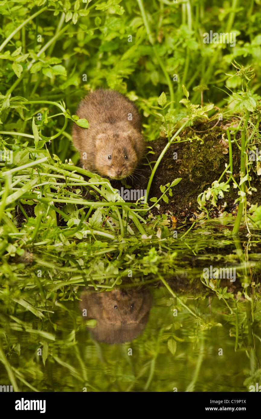 Amphibious rodent hi-res stock photography and images - Alamy
