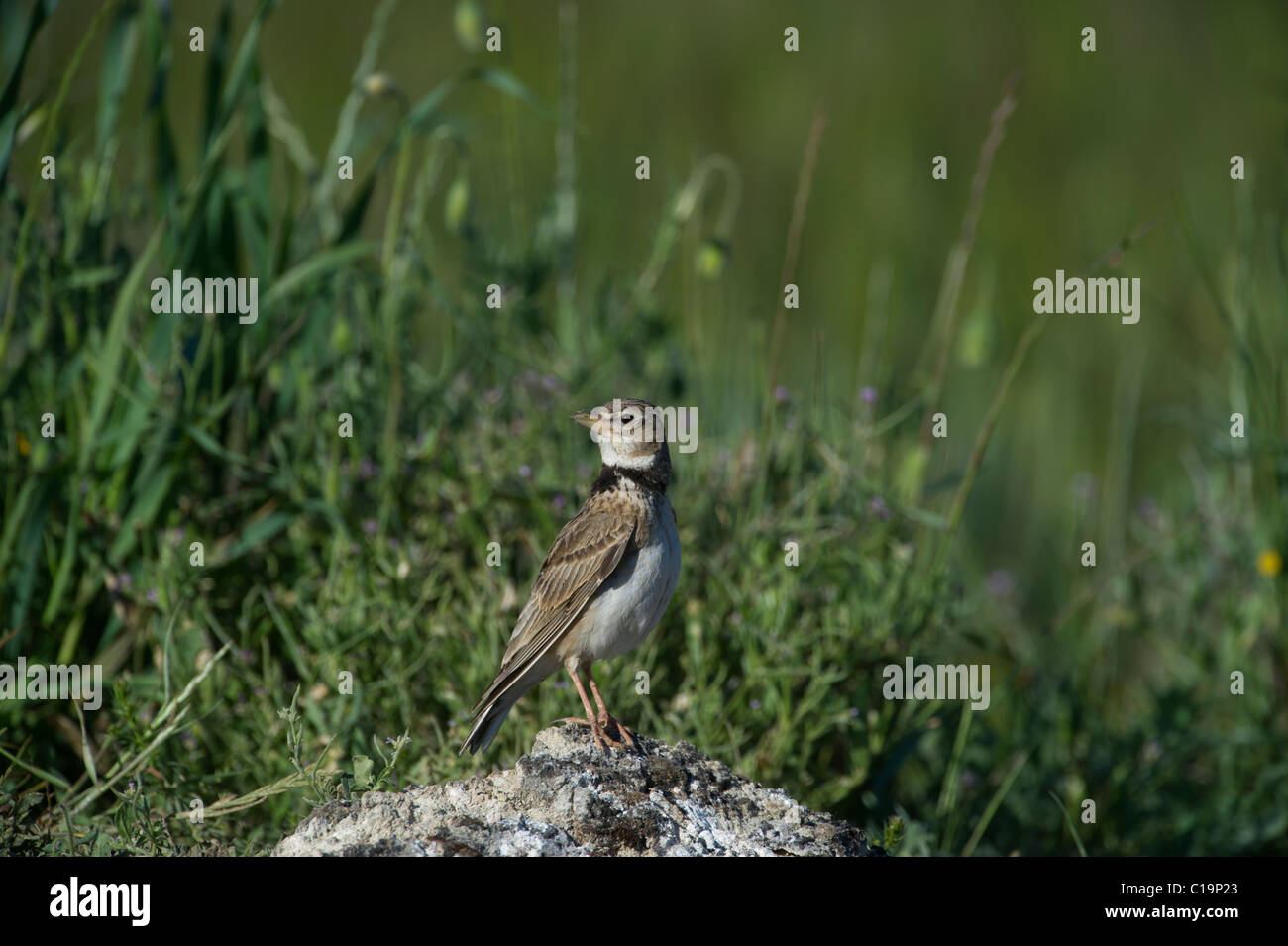 Calandra lark lark melanocorphyra calandra spain lark hi-res stock ...