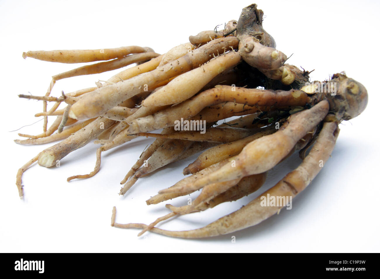 Fingerroot , Boesenbergia rotunda or Chinese ginger Stock Photo - Alamy