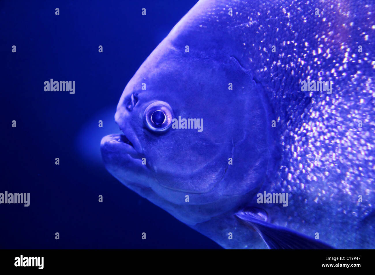 fish piranha macro face detail blue color water background Stock Photo ...