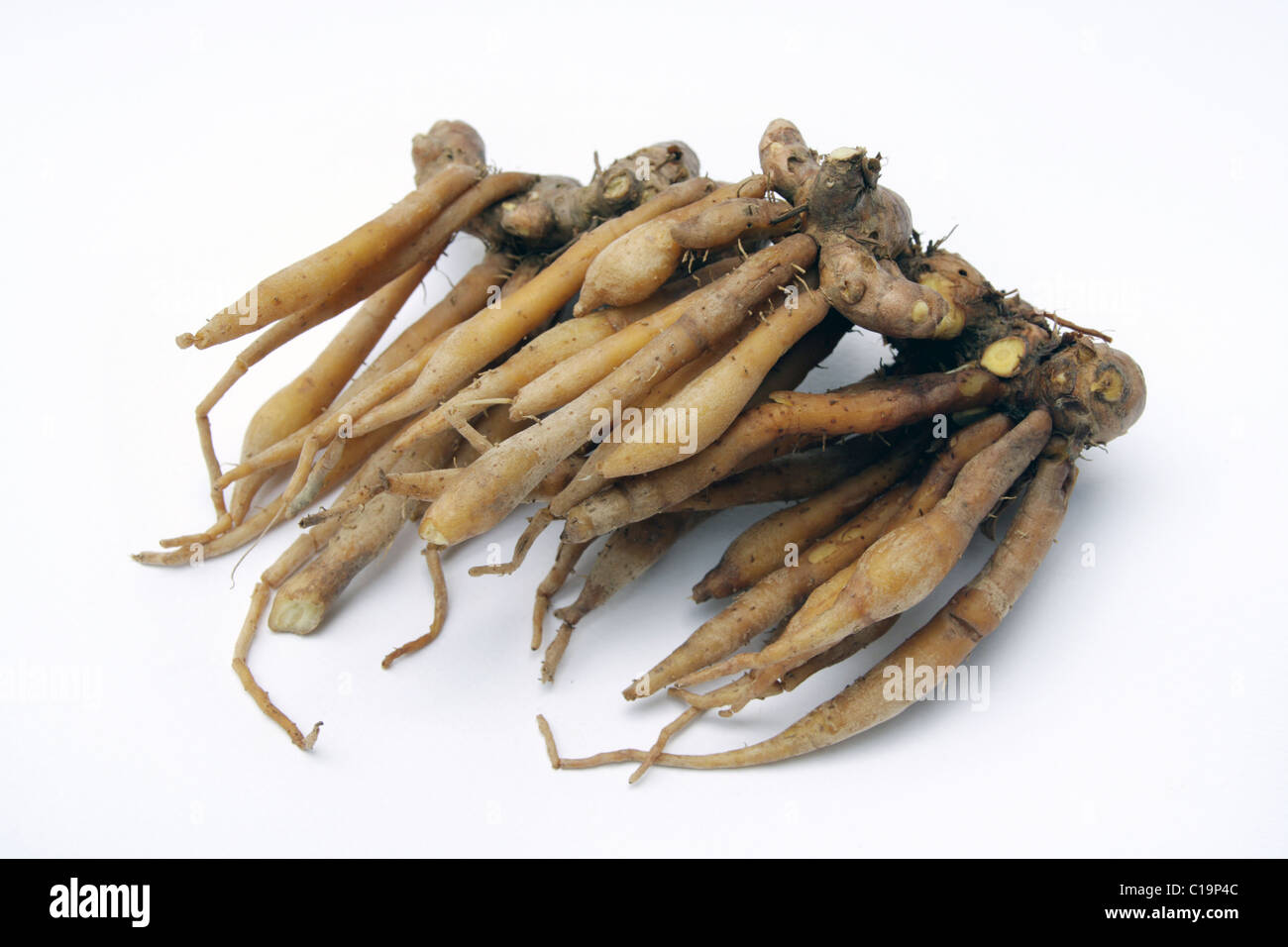 Fingerroot , Boesenbergia rotunda or Chinese ginger Stock Photo - Alamy