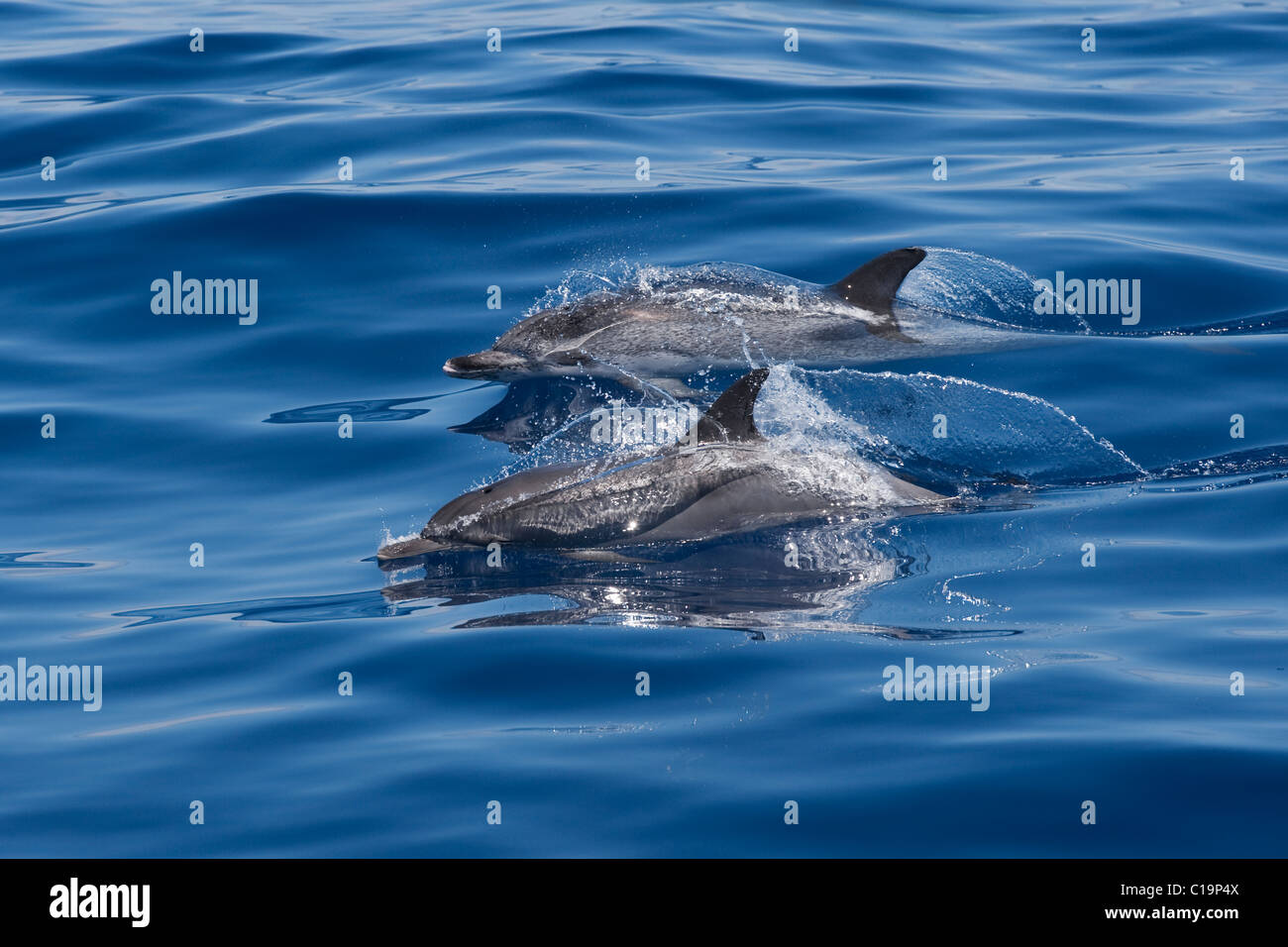 Atlantic Spotted Dolphin (Stenella frontalis) two animals surfacing ...