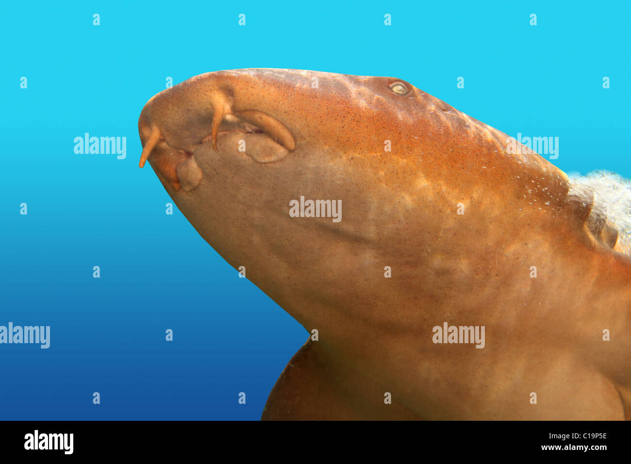 Nurse shark gata nodriza Ginglymostoma cirratum in blue background ...