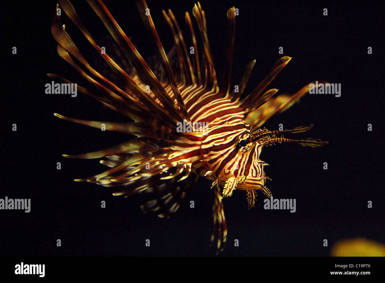 Pterois antennata Ragged finned Firefish Lionfish Broadbarred Stock ...