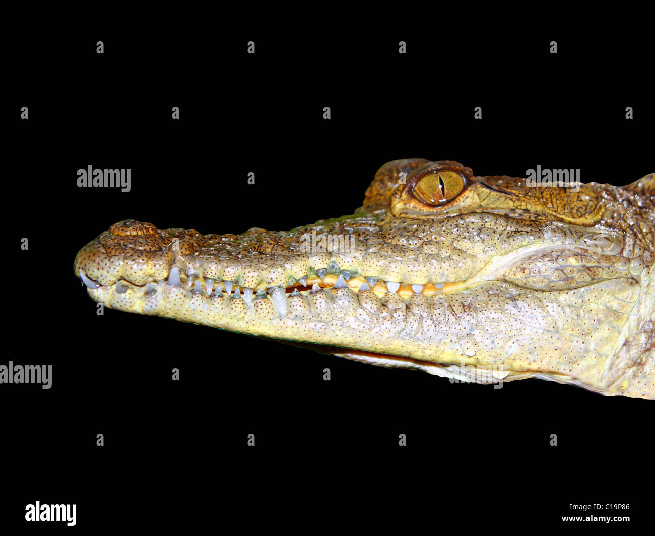 Closeup crocodile face hi-res stock photography and images - Alamy