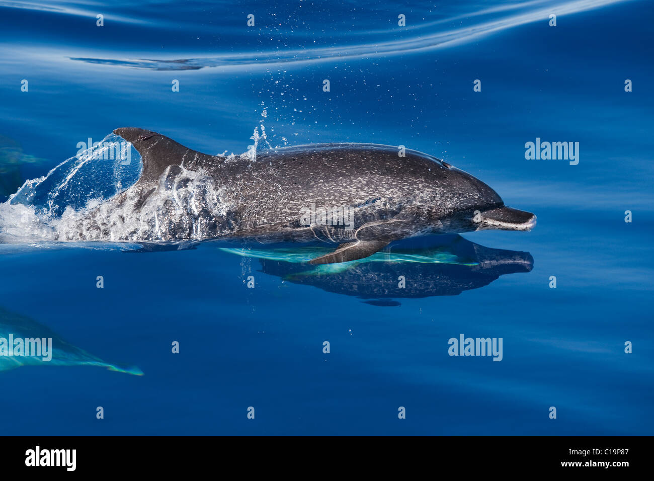 Atlantic Spotted Dolphin (Stenella frontalis) mature adult surfacing ...