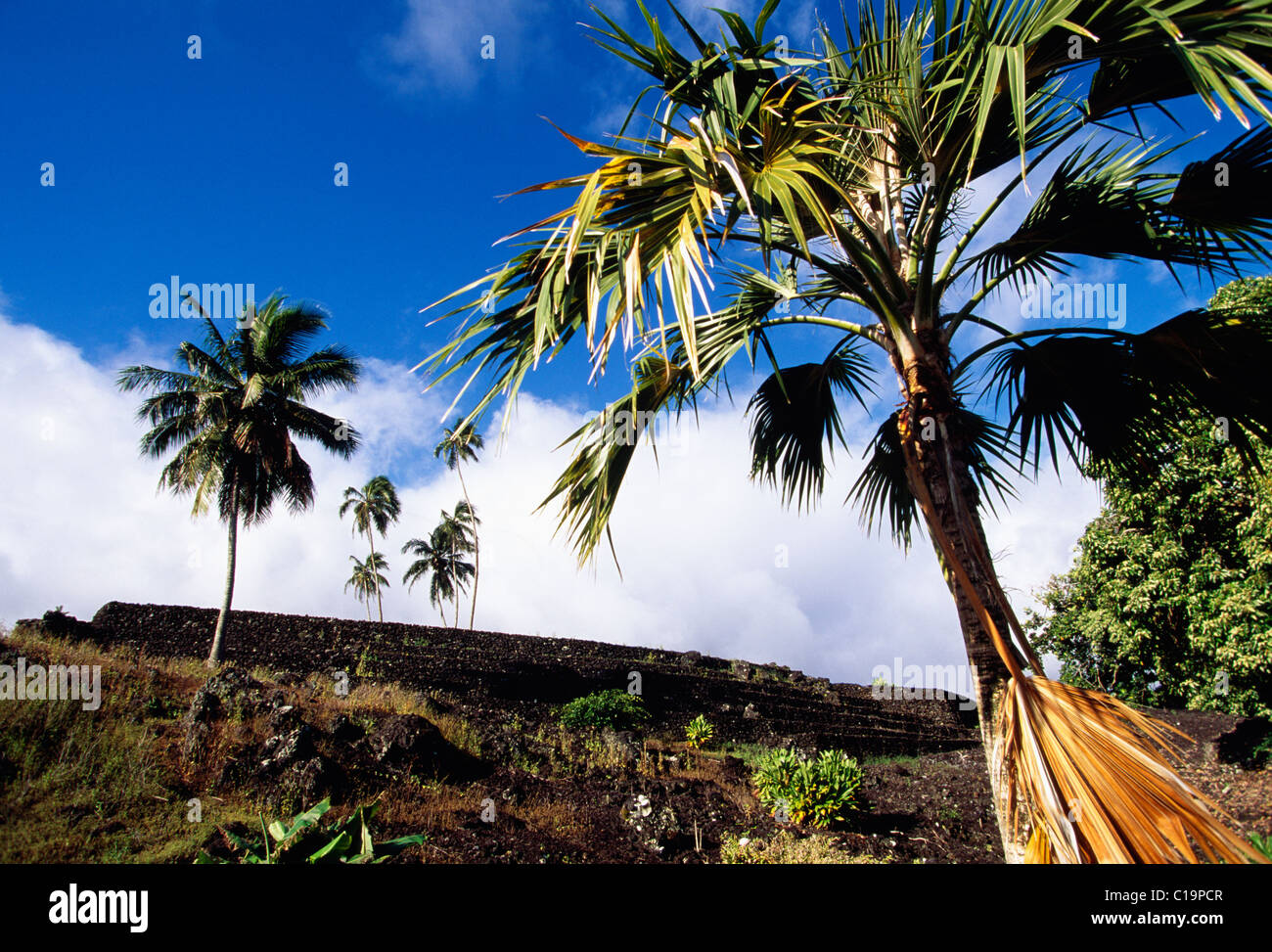 Piilanihale hi-res stock photography and images - Alamy