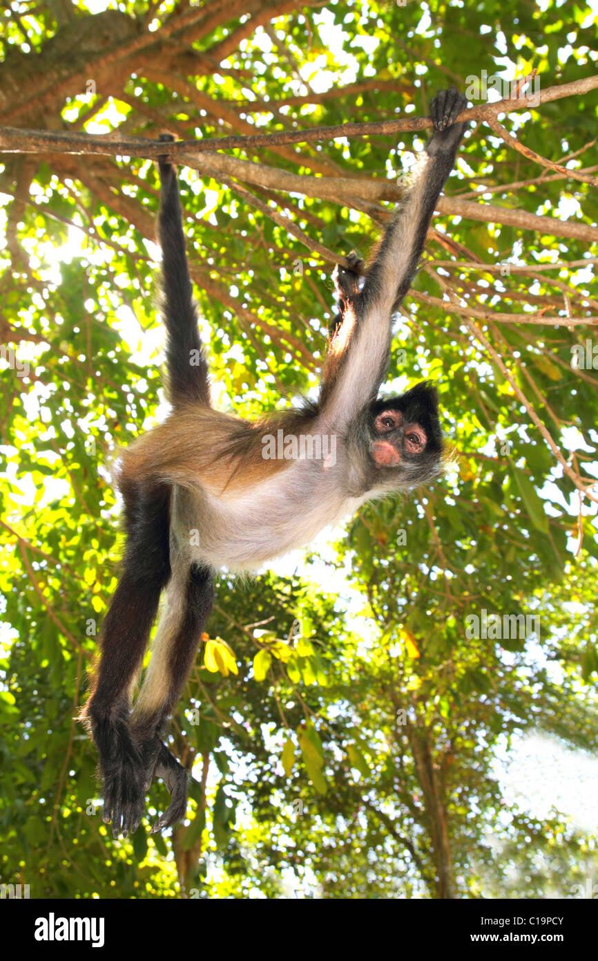 Ateles geoffroyi vellerosus Spider Monkey Central America Jungle Stock ...