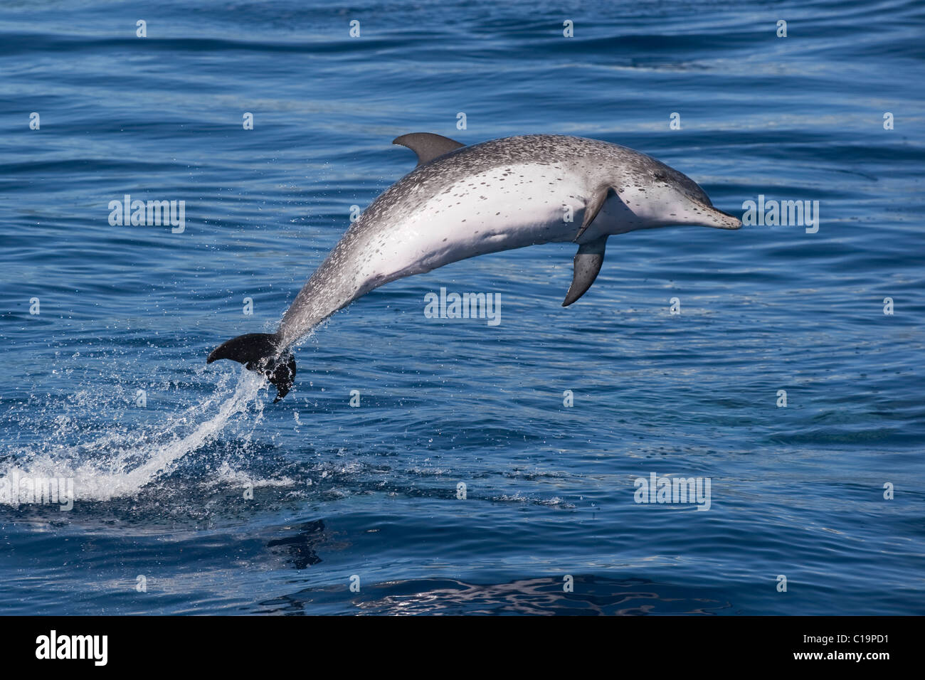 Atlantic Spotted Dolphin Jumping