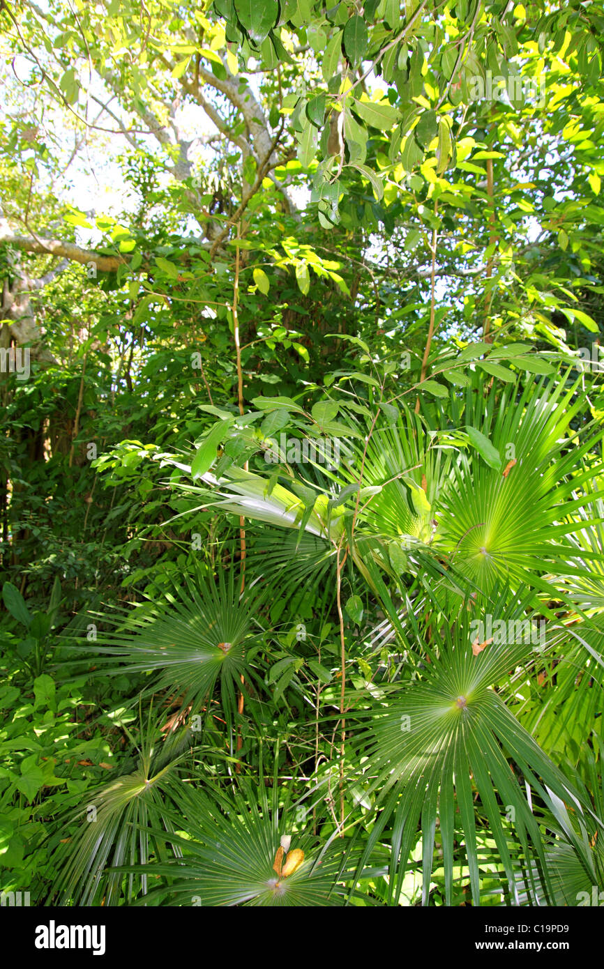 chit palm tree in jungle rainforest in Mayan Riviera Mexico Stock Photo ...