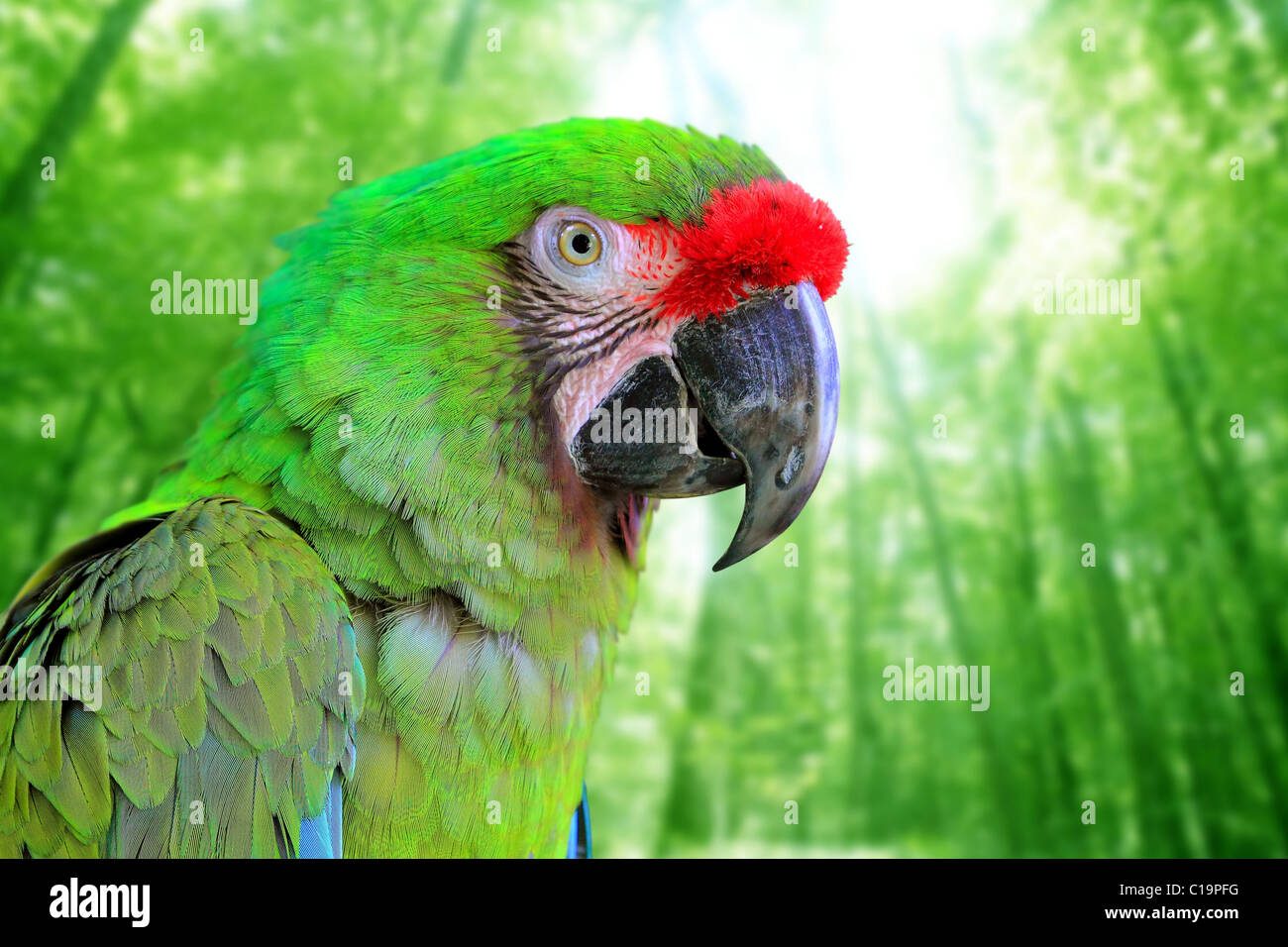 Ara Militaris Military Macaw Green parrot South and Central america ...