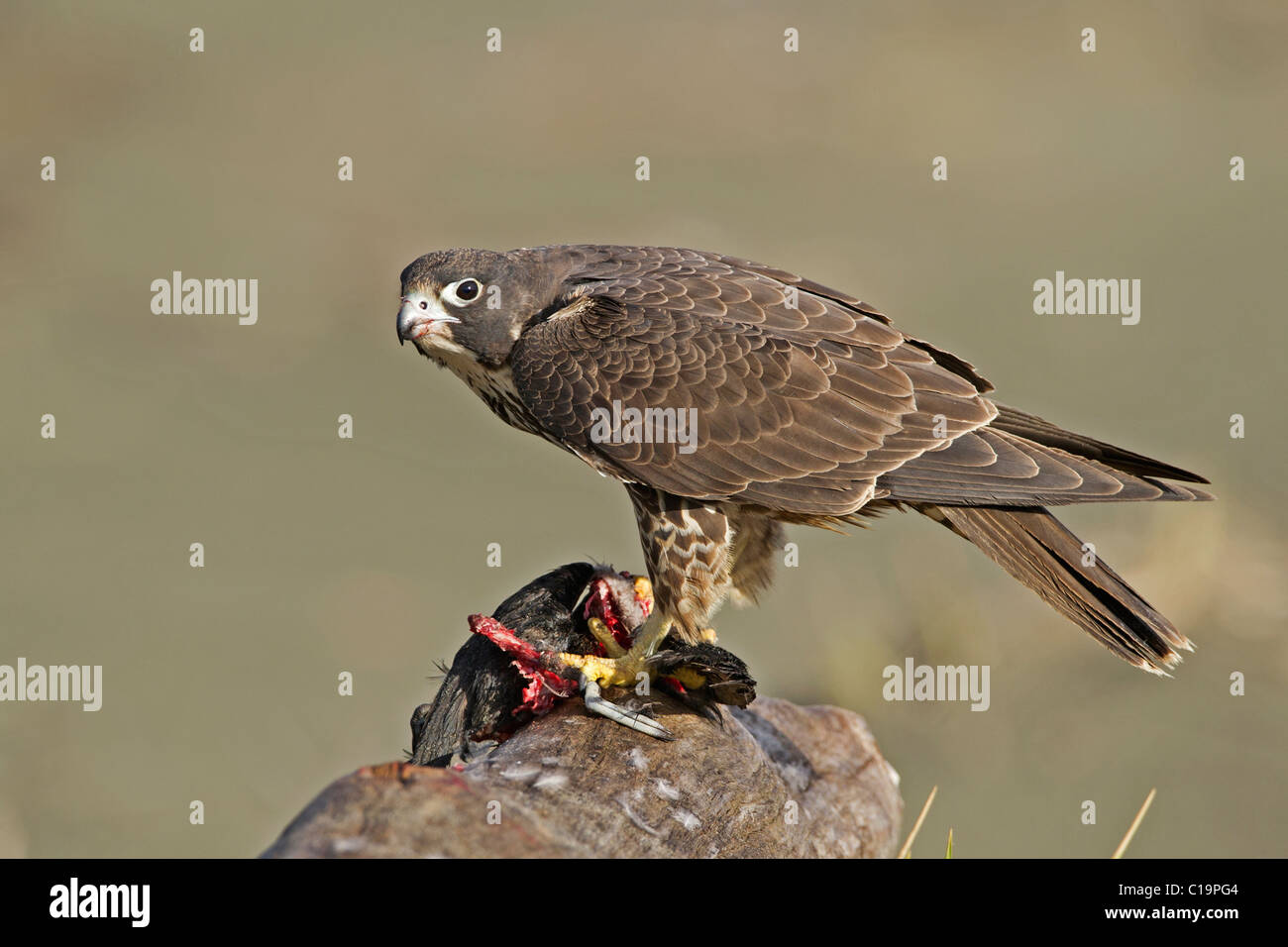 Peregrine falcon with prey hi-res stock photography and images - Alamy
