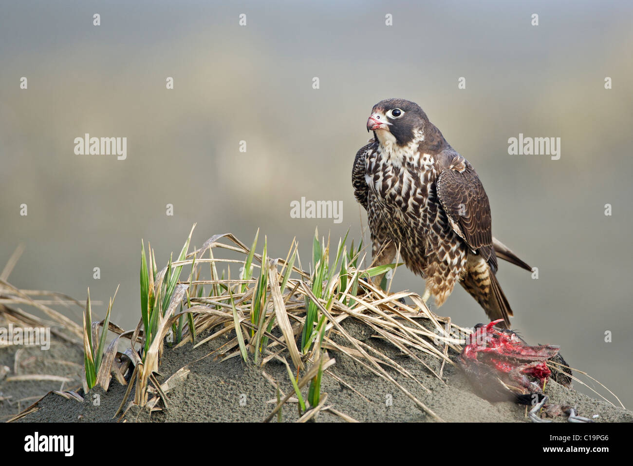 Peregrine falcon with prey hi-res stock photography and images - Alamy
