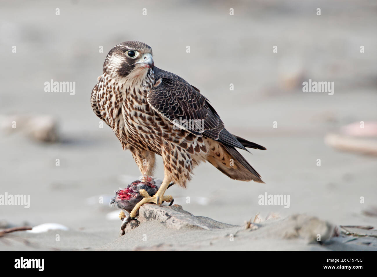 Peregrine falcon with prey hi-res stock photography and images - Alamy