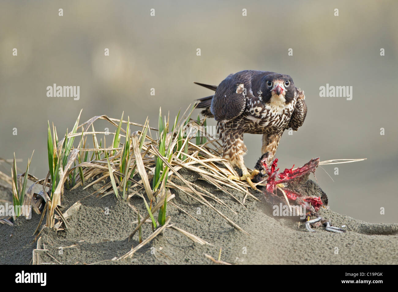 Peregrine Falcon with prey Stock Photo - Alamy
