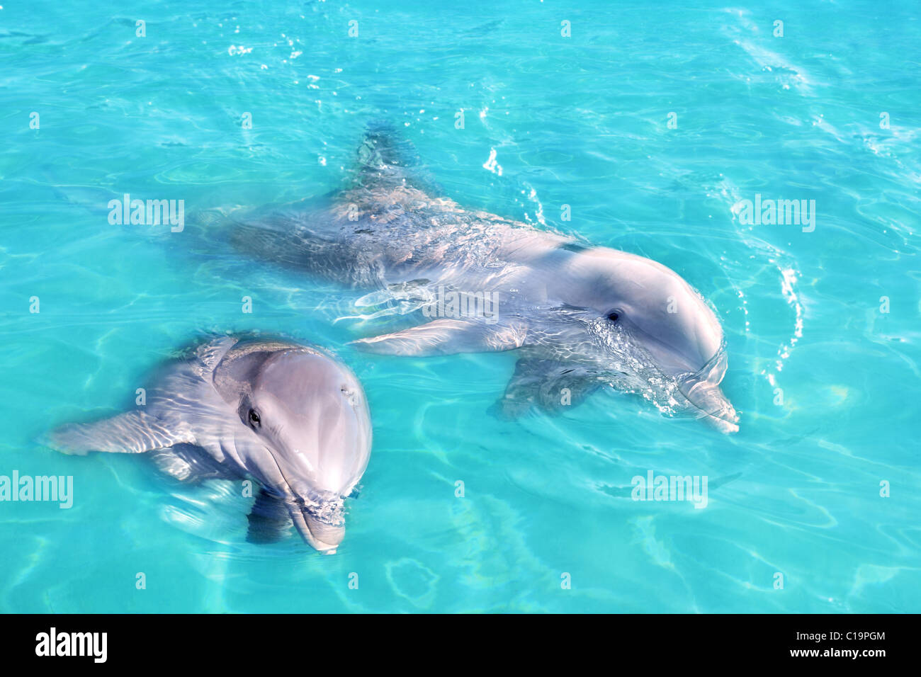 Dolphins couple swimming in blue turquoise water clean water Stock ...