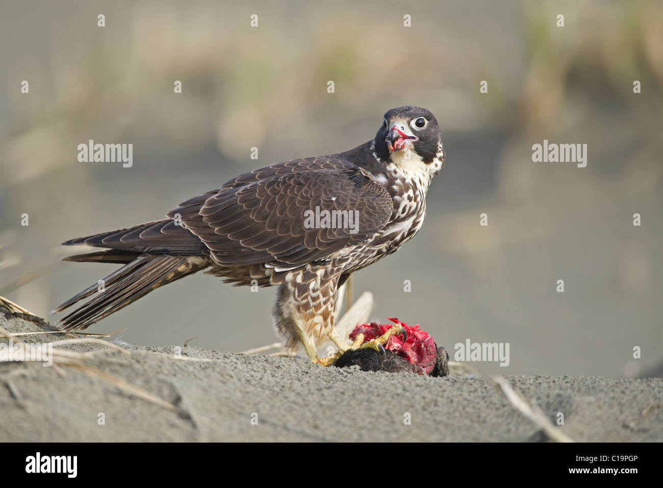 Peregrine falcon with prey hi-res stock photography and images - Alamy