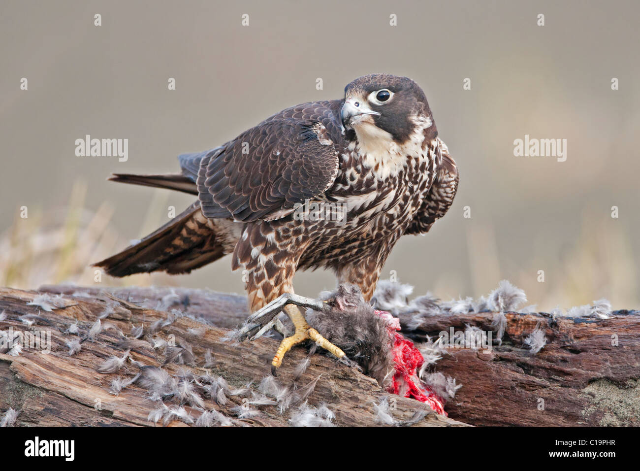 Peregrine Falcon with prey Stock Photo - Alamy