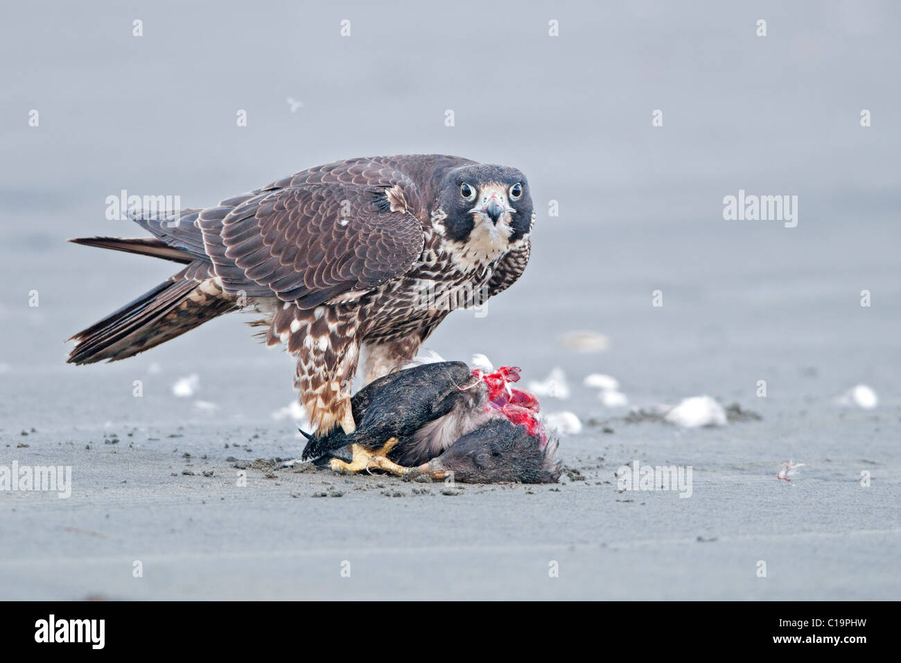 Wild Peregrine Falcon Feeding on prey bird Stock Photo - Alamy