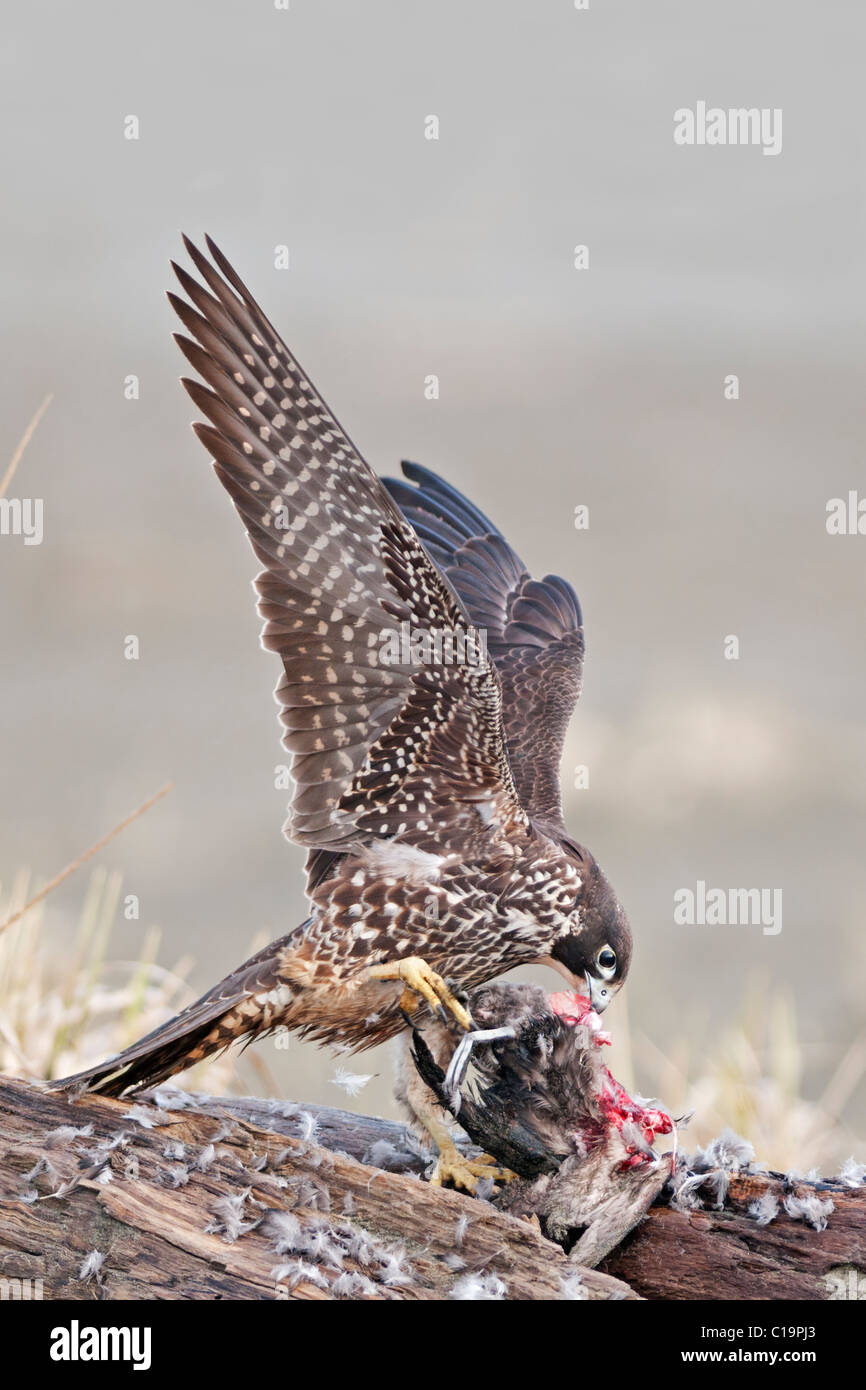 peregrine falcon with prey bird Stock Photo - Alamy