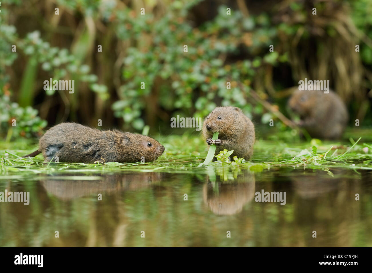 Young water vole river hi-res stock photography and images - Alamy